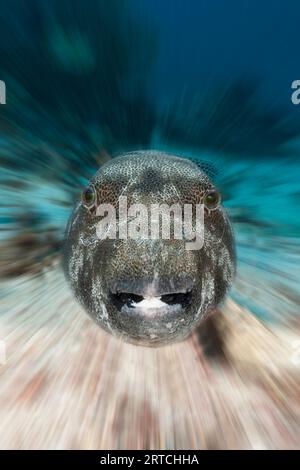 Giant Puffer, Arothron stellatus, Raja Ampat, West Papua, Indonesia ...