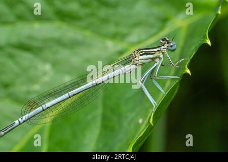 Side view of a blue damselfly with patterned wings Stock Photo - Alamy