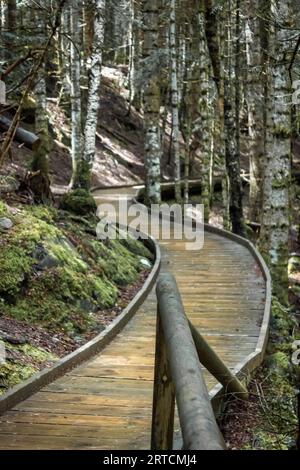 A vertical shot of a wooden walking path in a forest surrounded by lush ...