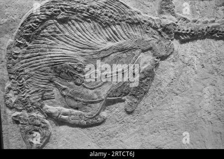 dinosaur skeleton fossil horizontal composition Stock Photo - Alamy