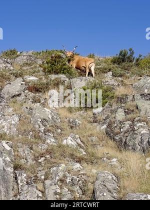 Pure bred cattle - Barrosa - from northern portugal, grrazing in the ...
