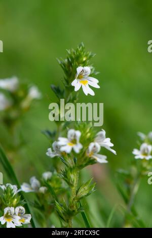 Common eyebright, Arnside, Milnthorpe, Cumbria, UK Stock Photo - Alamy