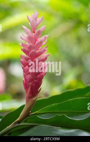 Pink Ginger plant Stock Photo - Alamy