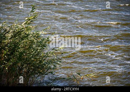 Cane plant on the Lisi lake recreation area of Tbilisi, Georgia Stock ...
