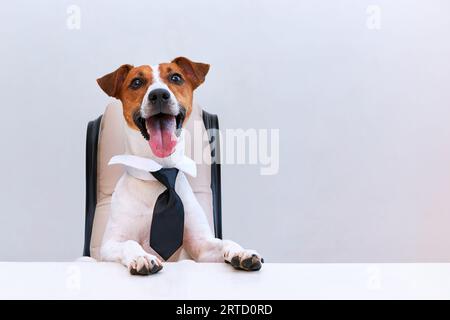 office worker businessman jack russell dog as boss and chef , with ...