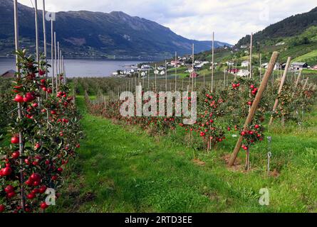 Growing apples in beautiful Hardanger. Photo from Ullensvang (Vestland ...
