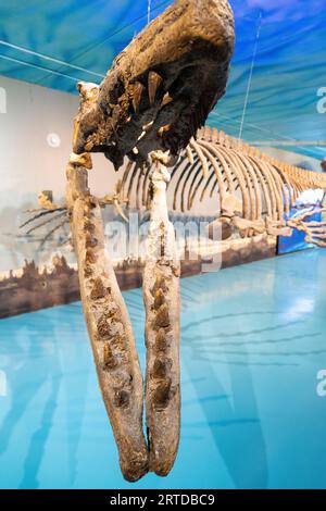 The mosasaur Bruce at the fossil museum in Morden, Manitoba, Canada in ...