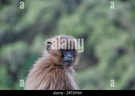 Gelada, Heropithecus Gelada, bleeding heart monkeys or also Gelada ...