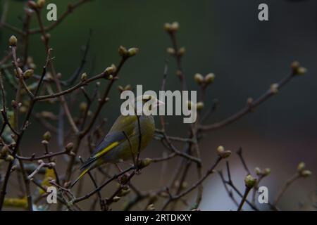 Chloris chloris Carduelis chloris Family Fringillidae Genus Chloris ...
