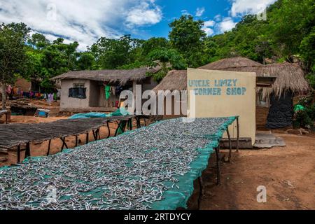 Monkey Bay, Malawi. Fish are laid out to dry in the Chidzale fishing ...