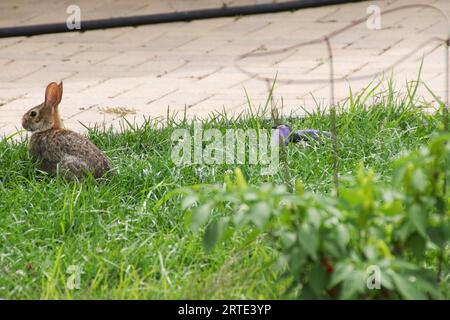 Pulaski Park, Chicago Stock Photo - Alamy