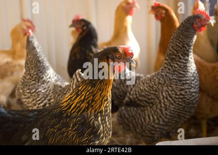 Group of chickens gather inside a barn; Davey, Nebraska, United States ...