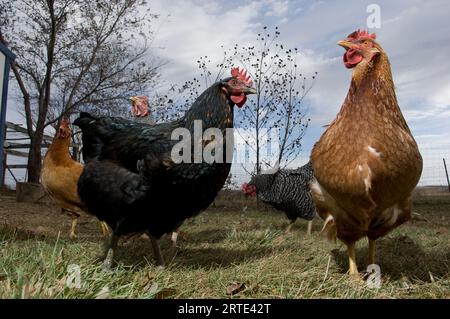 Group of chickens gather on farmyard; Davey, Nebraska, United States of ...