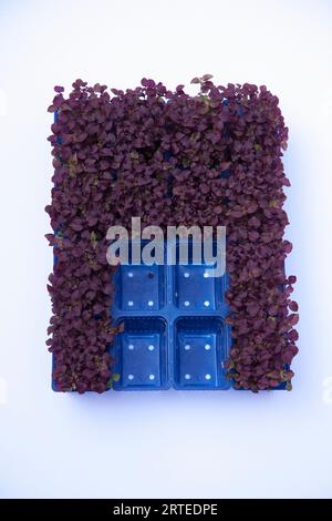Cress in blue plastic containers Stock Photo - Alamy