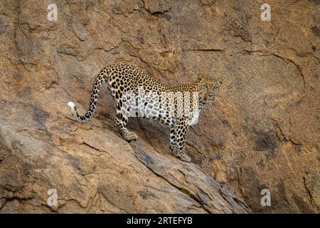 Leopard stands on steep rock looking up Stock Photo - Alamy
