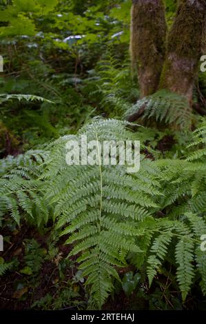 Ferns growing in the rainforests of Tongass National Forest; Chichigof ...