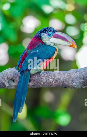 Close-up of a Curl-crested aracari flipping the head, isolated on white ...