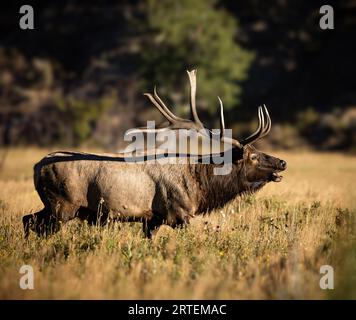 Bull elk (cervus canadensis) walking broadside through meadow with ...