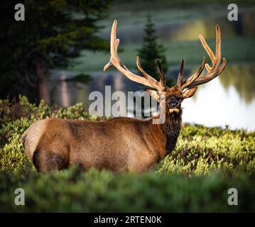 Royal Rocky Mountain bull elk (cervus canadensis) standing forward in ...