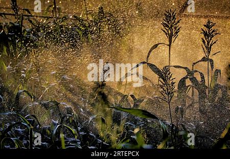 An irrigation system waters a field of sunflowers.; Nebraska Stock ...