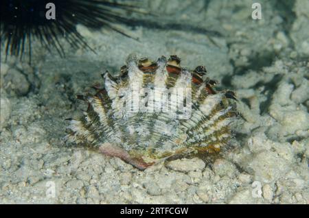 A scallop is a marine bivalve mollusc of the family Pectinidae ...