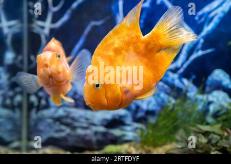 Red blood parrot cichlid are swimming in fish tank. it is a freshwater ...