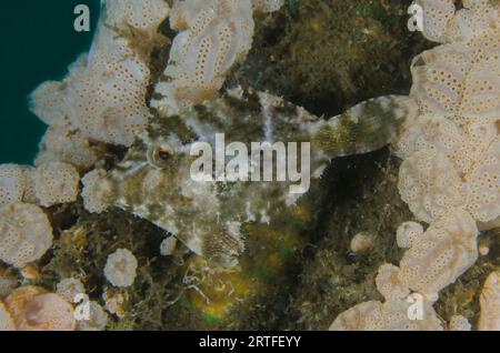 Seagrass Filefish, Acreichthys tomentosus, by Tunicates, Ascidiidae ...