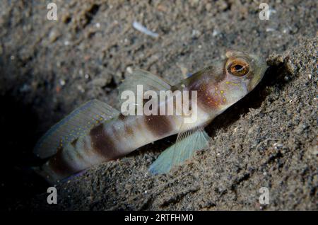 Steinitz' Shrimpgoby, Amblyeleotris steinitzi, with extended fins by ...