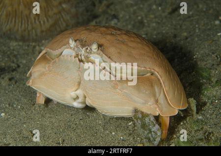 Shame-faced Crab, Calappa calappa, Night dive, Tasi Tolu dive site ...