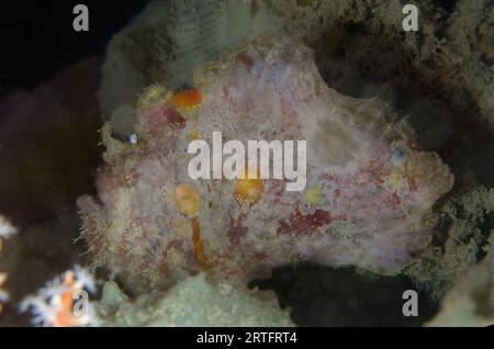 Spotfin Frogfish, Antennarius nummifer, Dili Rock East dive site, Dili ...