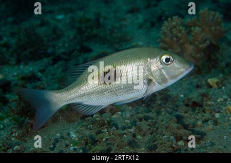 Thumbprint Emperor, Lethrinus harak, Tasi Tolu dive site, Dili, East ...