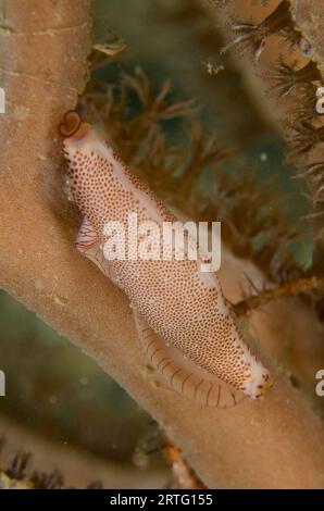Depressed Spindle Cowrie, Hiatavolva depressa, on coral fan, Tasi Tolu ...