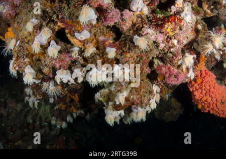 Colonial Sea Anemone, Namanthus annamensis, The Cove dive site, Atauro ...