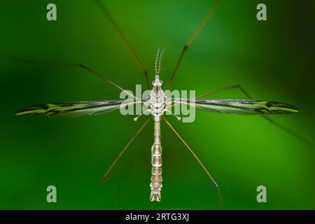 Crane fly Tipula furca Stock Photo - Alamy