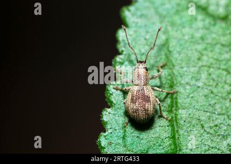 Imported Long-horned Weevil (Calomycterus setarius Stock Photo - Alamy