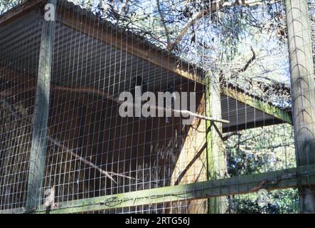 Melbourne, Australia December 1999: Historical snapshot of caged birds ...