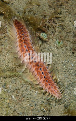 Golden Fire Worm, Chloeia flava, by freeswimming White-margined Moray ...