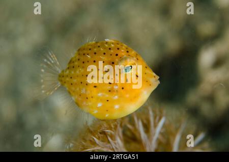 Juvenile Puffer Filefish, Brachaluteres taylori, Tasi Tolu dive site ...