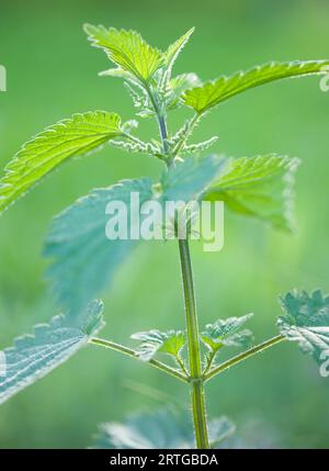 Extreme close up of of stinging nettle stem(Urtica dioica) showing the ...