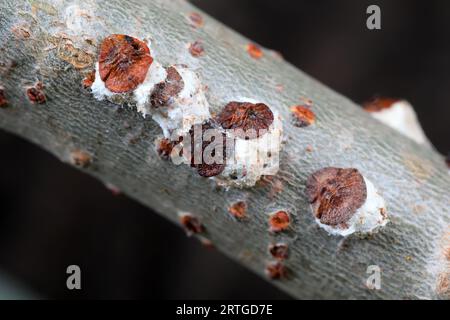 Scale insects on branches, North China Stock Photo - Alamy