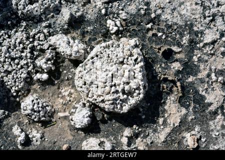 Rhodoliths are coralline algae fossils of Myocene. This photo was taken ...