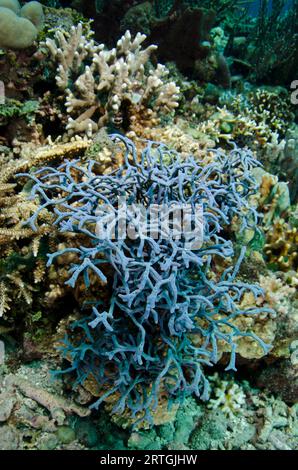 Marine sponge, Haliclona sp., Chalinidae, Anilao, Batangas, Philippines ...