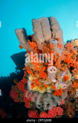 Tube Sponge, Callyspongia sp, Orange Sun Coral, Tubastraea faulkneri ...