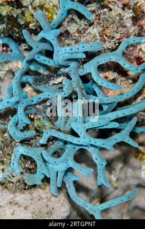 Marine sponge, Haliclona sp., Chalinidae, Anilao, Batangas, Philippines ...