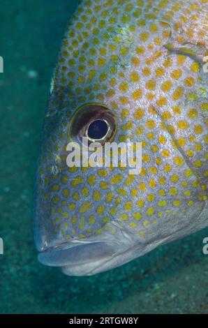 Painted Sweetlips (Diagramma pictum) Actinopterygii Stock Photo - Alamy
