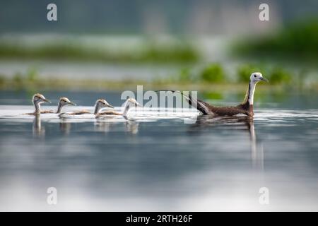 The pheasant-tailed jacana bird is swimming in the pond in Diyasaru ...