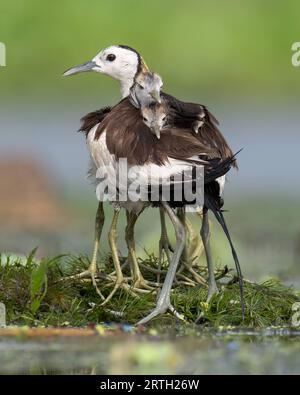 Portrait of a Pheasant tailed Jacana Stock Photo - Alamy