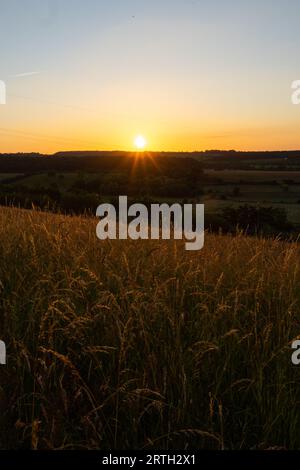 Golden wheat fields with a view over Heist and Duinbergen in ...