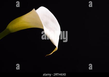 White kalia flower and copy space on black background Stock Photo - Alamy