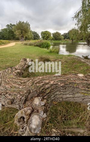 Cycle and walking path around ponds at Bushy Park in Surreys green ...